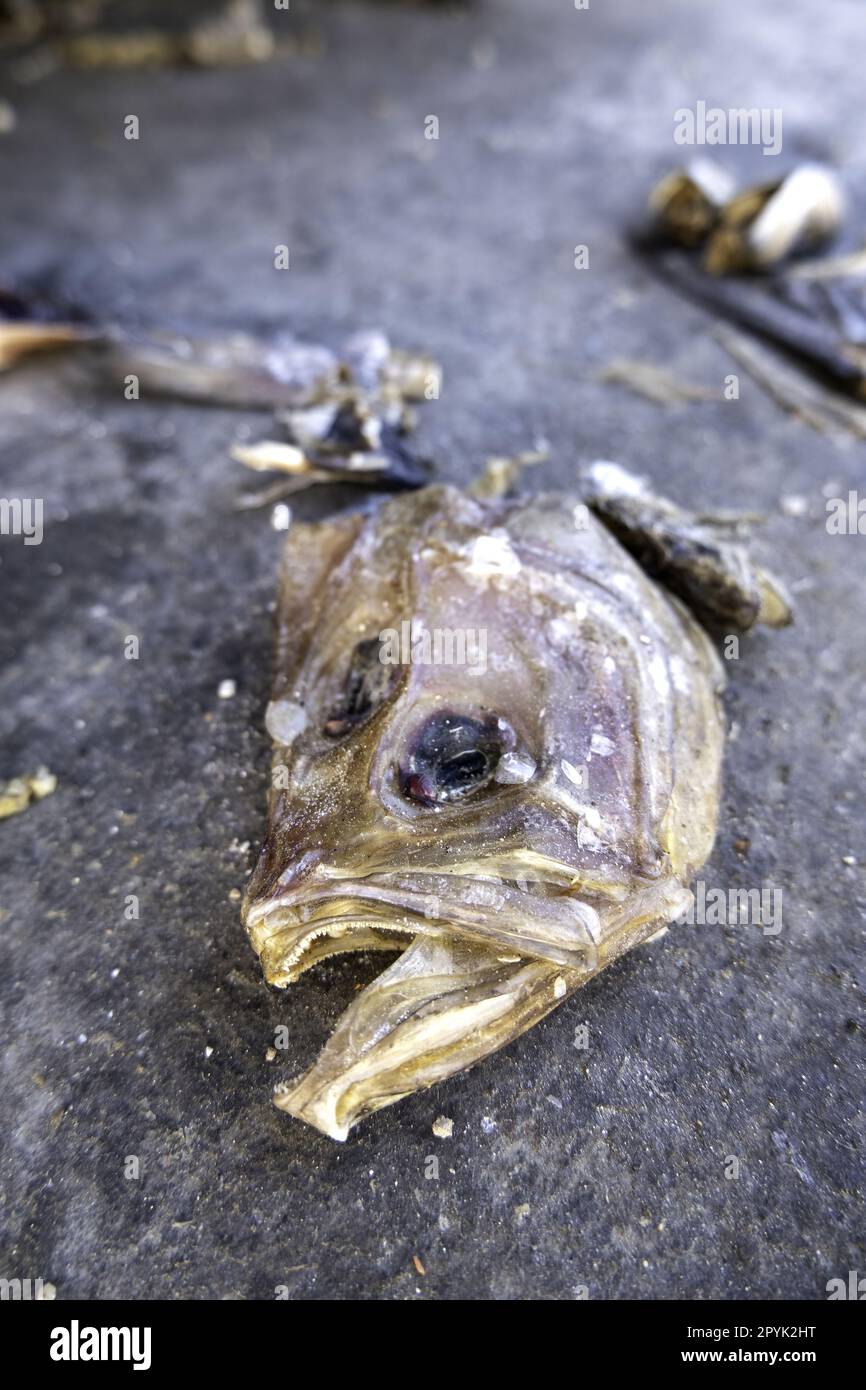 Rotten fish head Stock Photo - Alamy