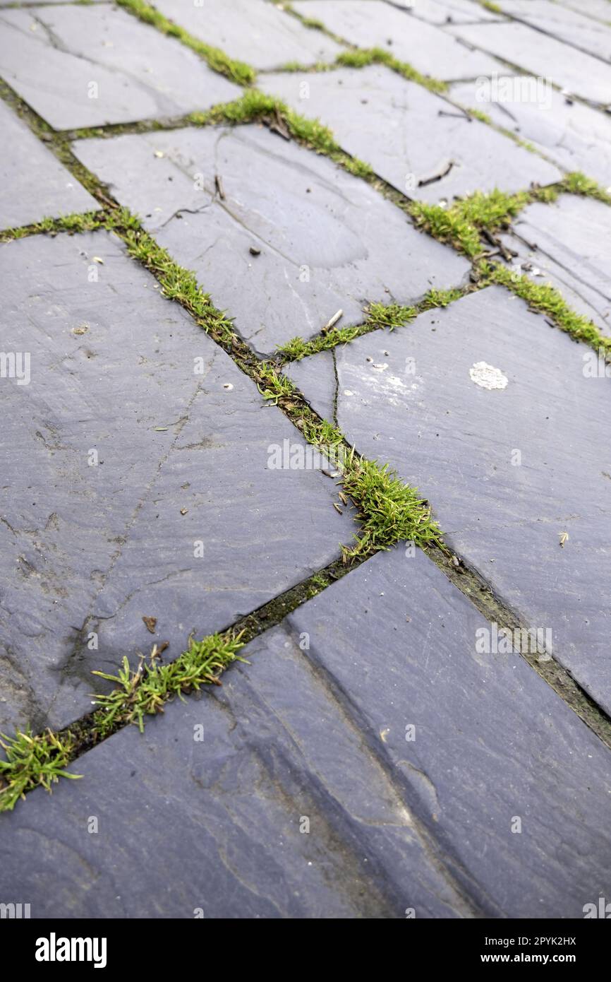 Slate floor with moss Stock Photo - Alamy