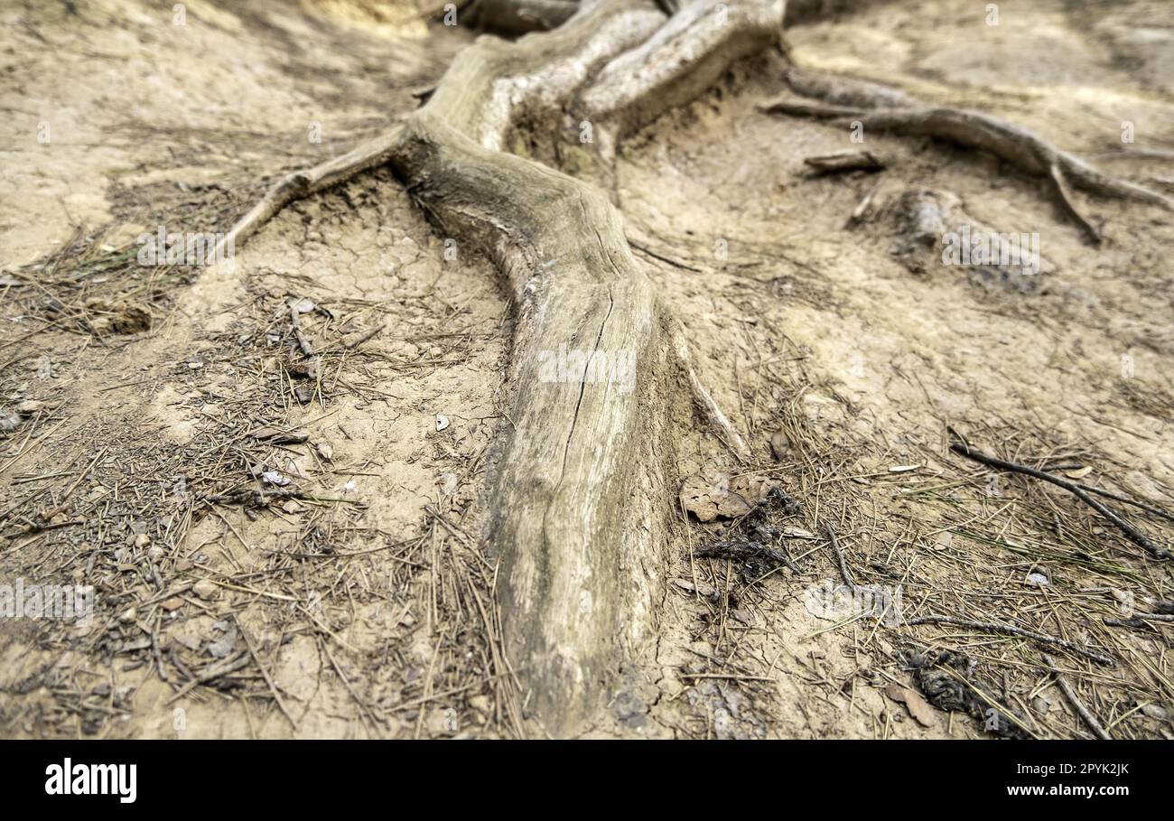 Old tree roots Stock Photo - Alamy