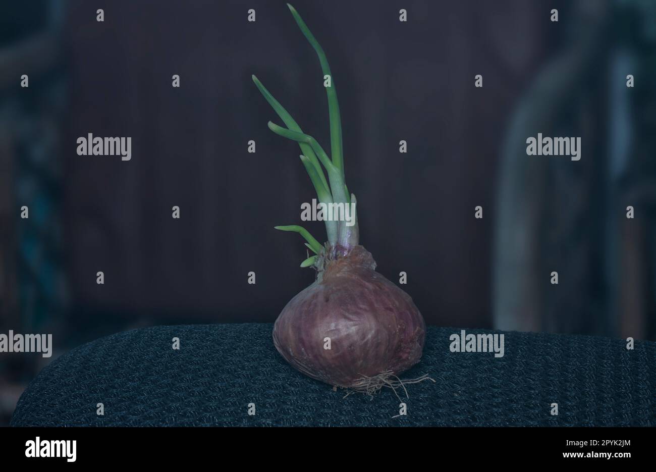 Onion bulb shoot hi-res stock photography and images - Alamy