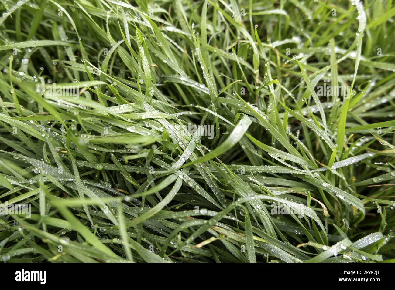 Wet in outdoor environment hi-res stock photography and images - Alamy