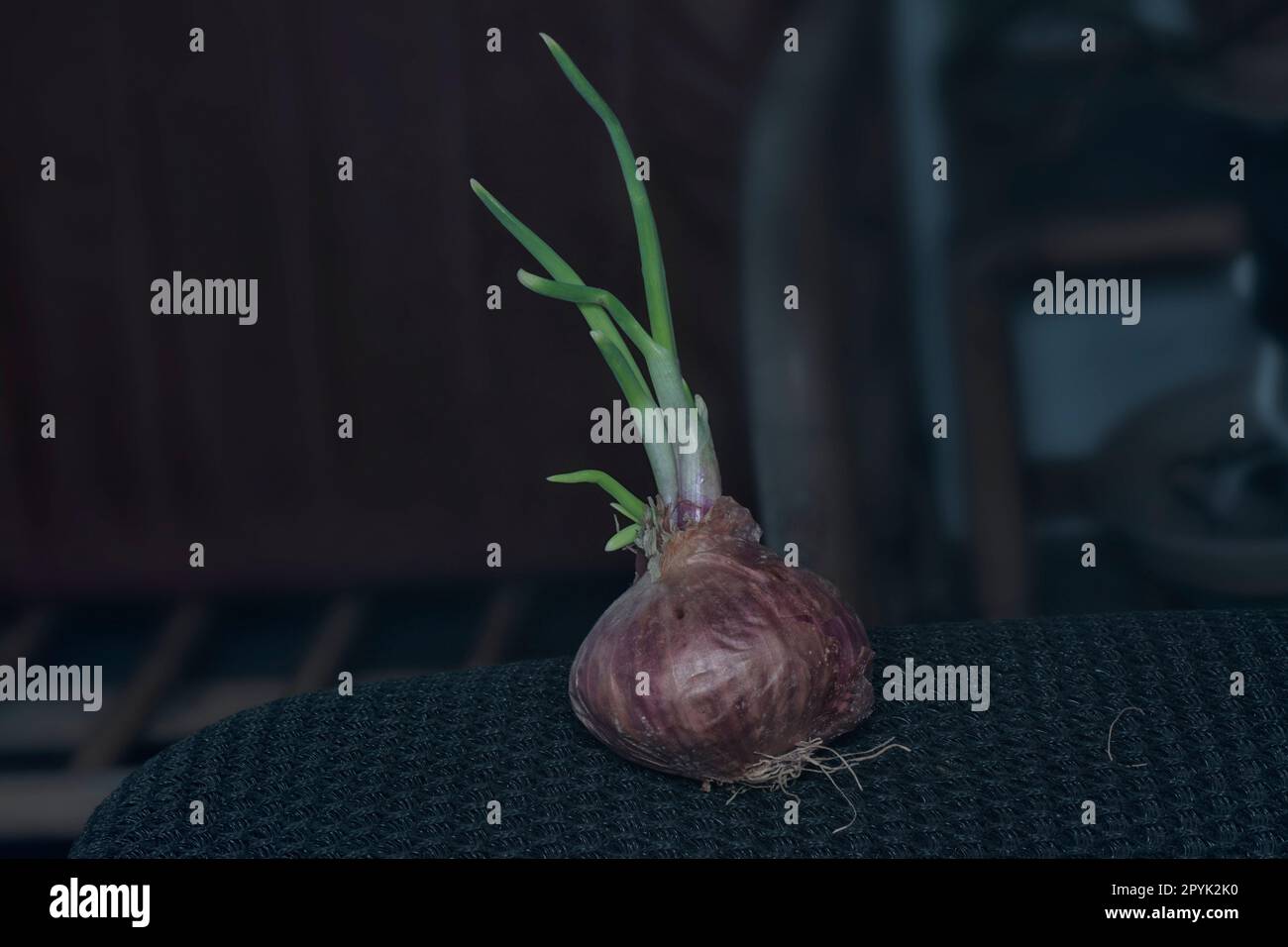 Closeup shot leaves sprouting hi-res stock photography and images - Alamy
