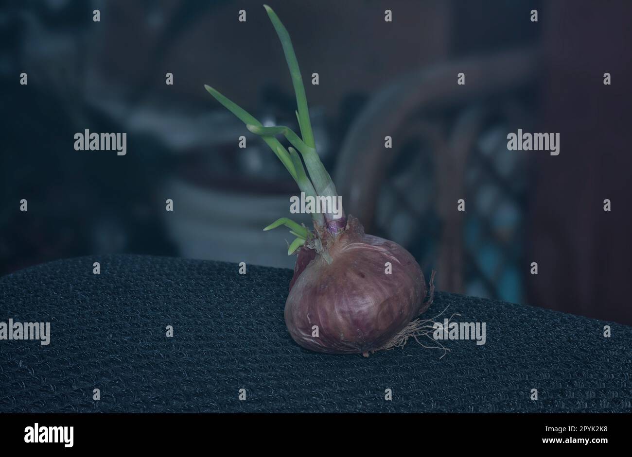 Red onion sprouting hi-res stock photography and images - Alamy