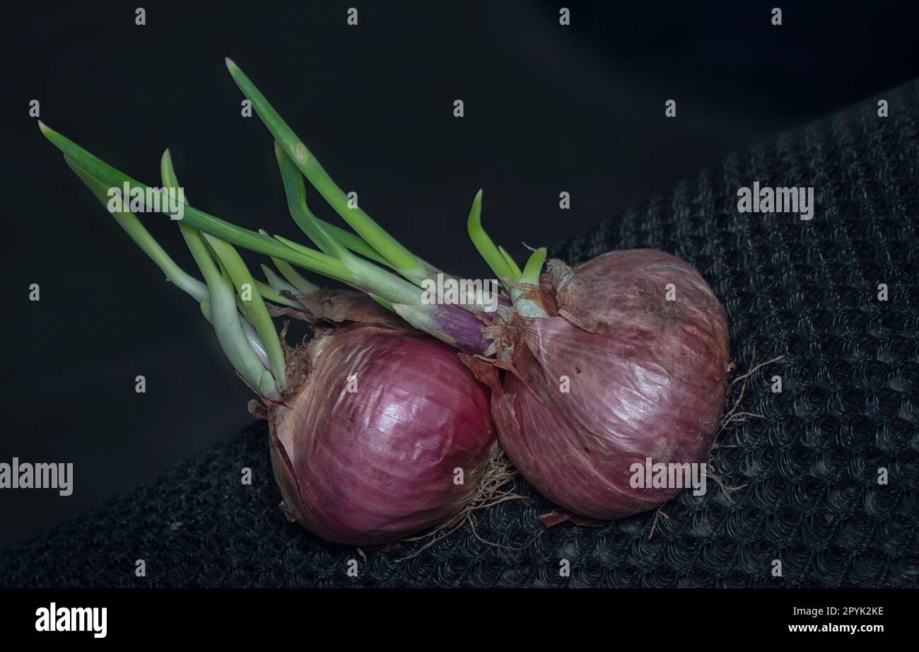Red onion sprouting hi-res stock photography and images - Alamy