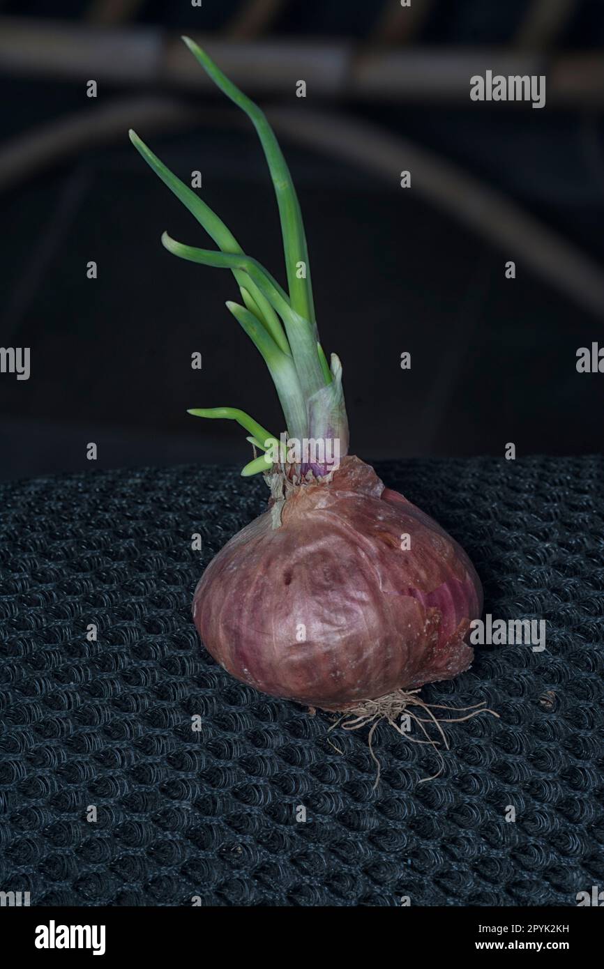 Closeup shot leaves sprouting hi-res stock photography and images - Alamy
