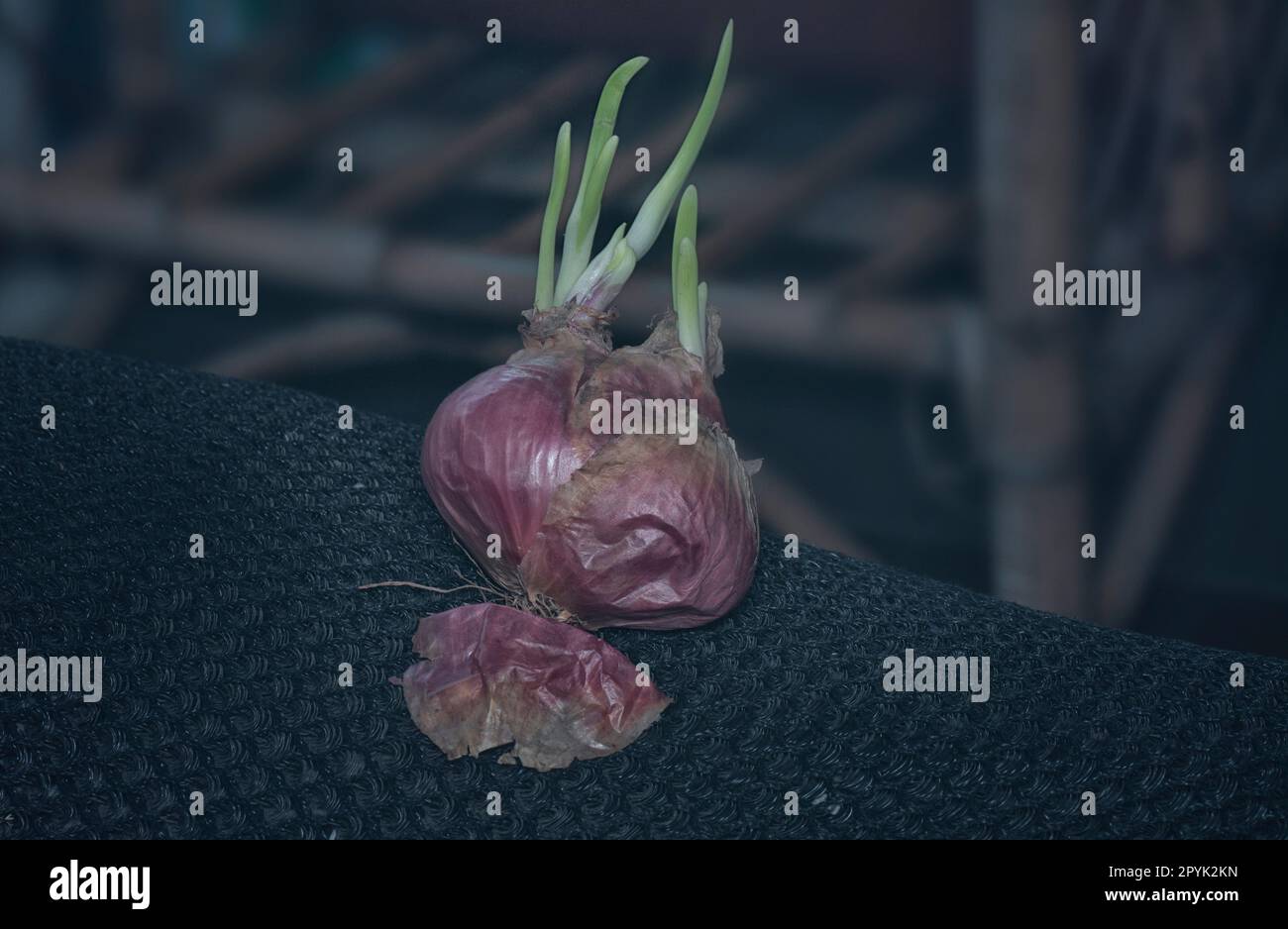 Onion sprouting out young leafy hi-res stock photography and images - Alamy