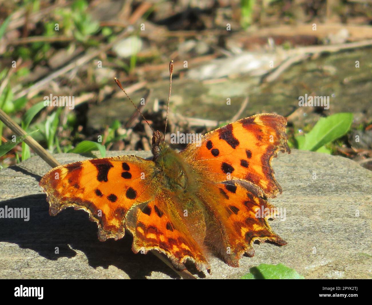 beautiful delicate butterfly with colors in the sun to dry and warm up ...