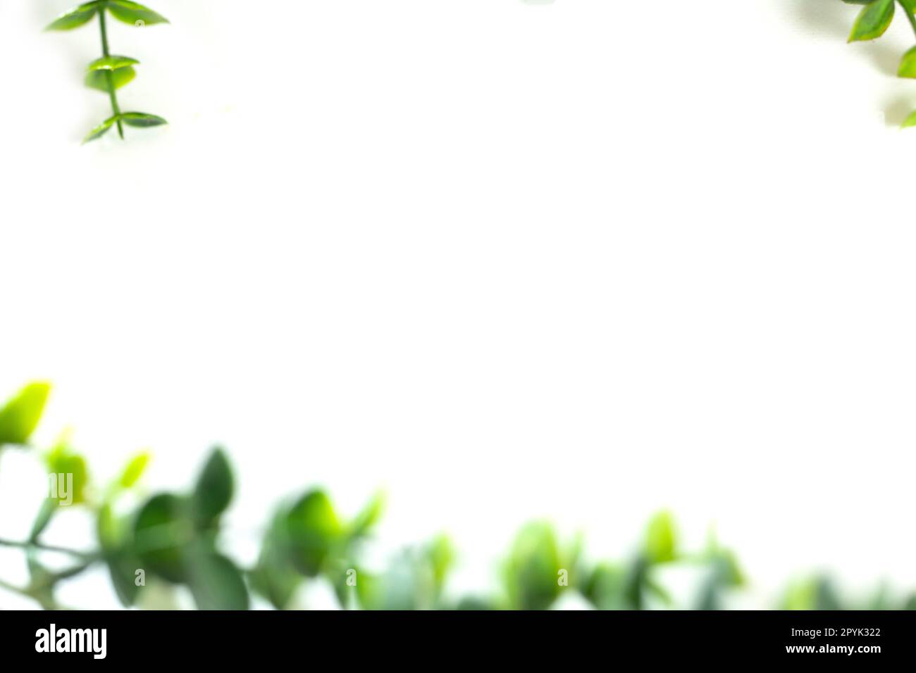 Green leaves border defocus on white background, edge of green plant ...