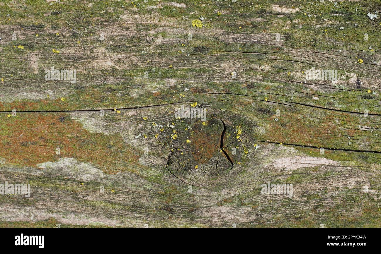 green weathered wood with moss texture background Stock Photo - Alamy