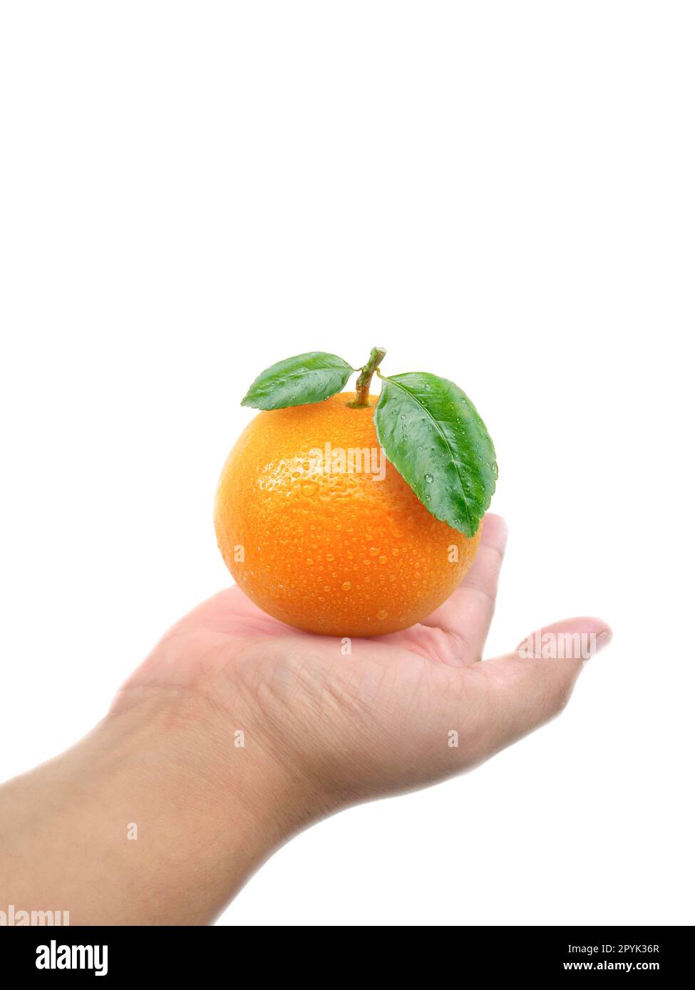 Human hand holding a of orange isolated on a white background Stock ...
