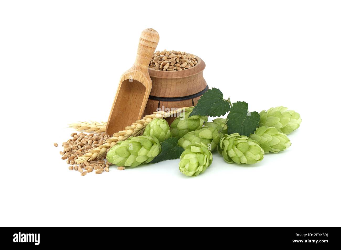 Fresh hop cones with leaves and wheat grain seeds Stock Photo - Alamy
