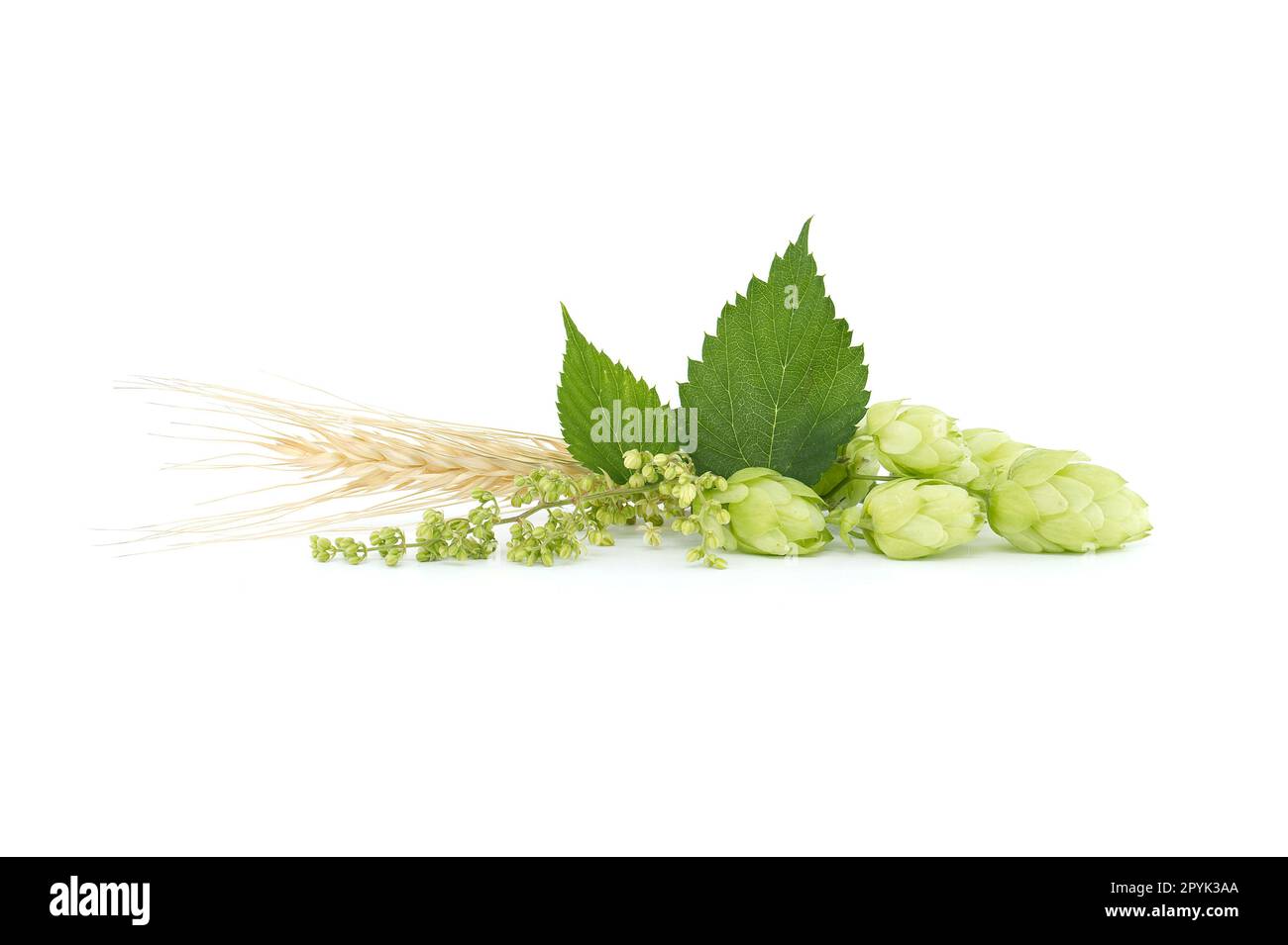 Hop cones and hop flowers over a white background Stock Photo - Alamy