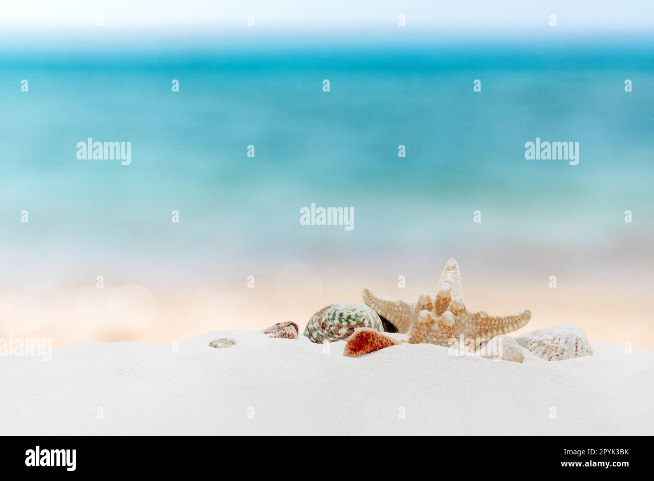 Vacation, beach or travel concept. Composition of different shells on ...