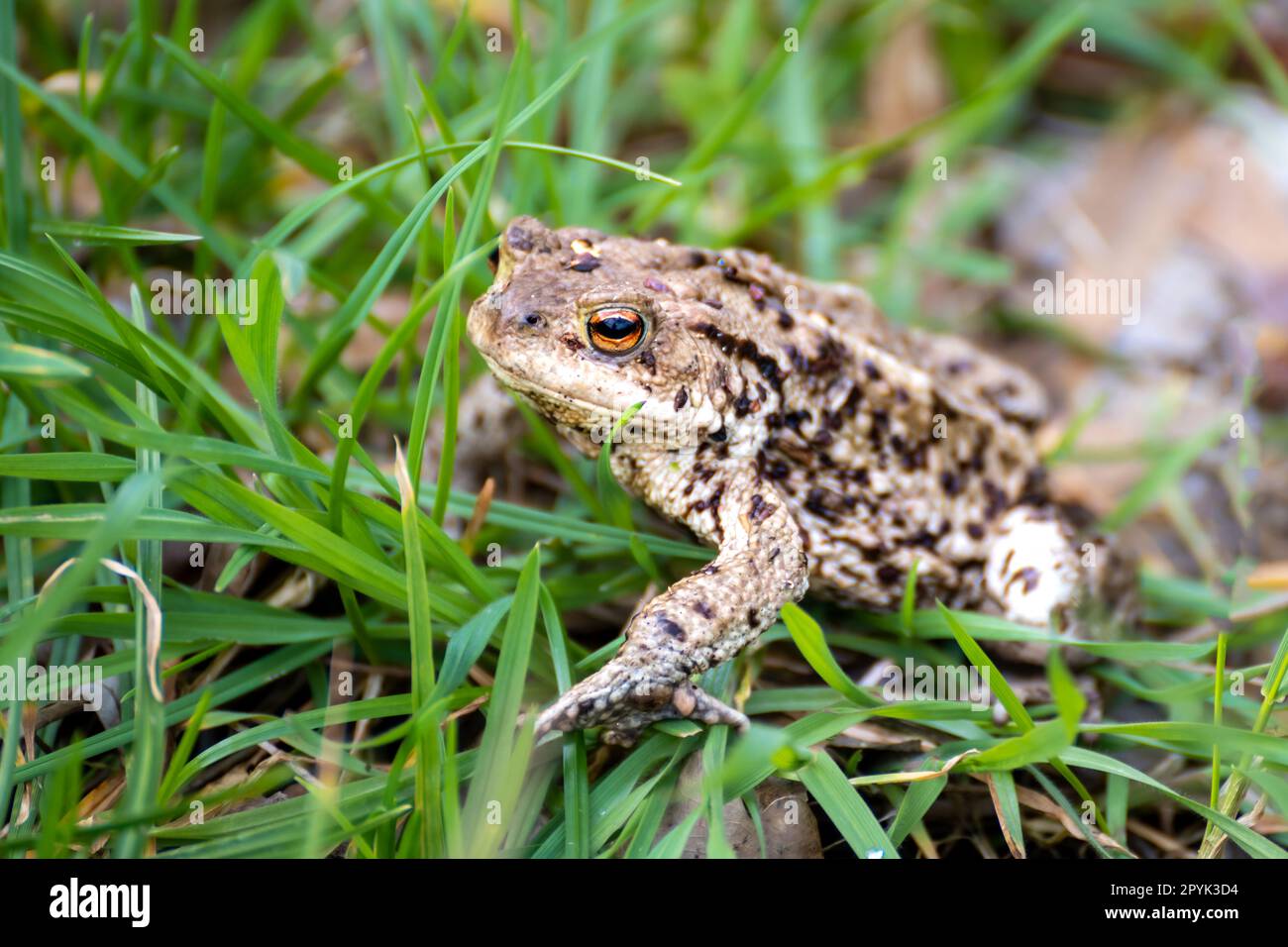 Toad by a street hi-res stock photography and images - Alamy