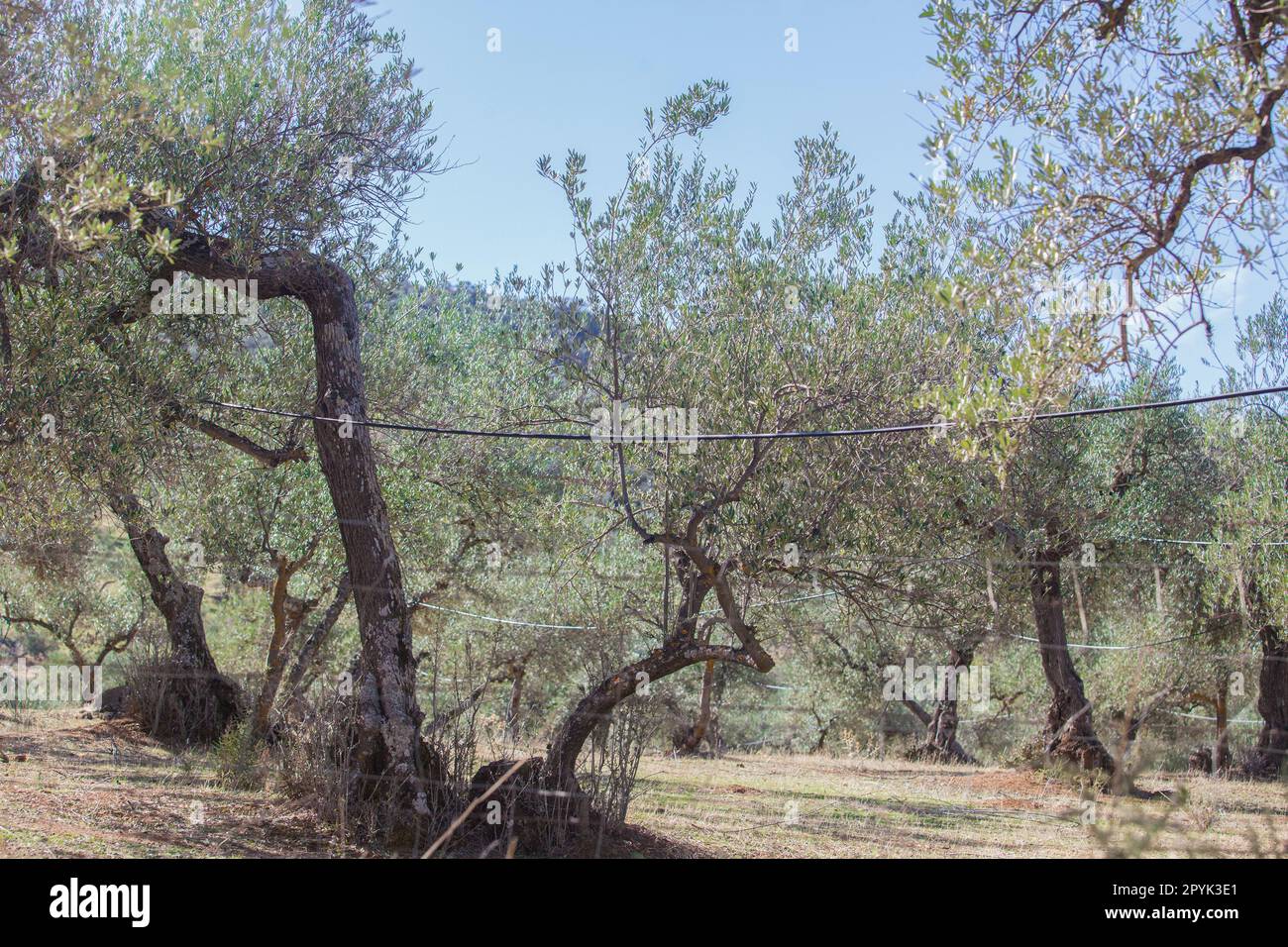 Irrigation system in olive grove Stock Photo - Alamy