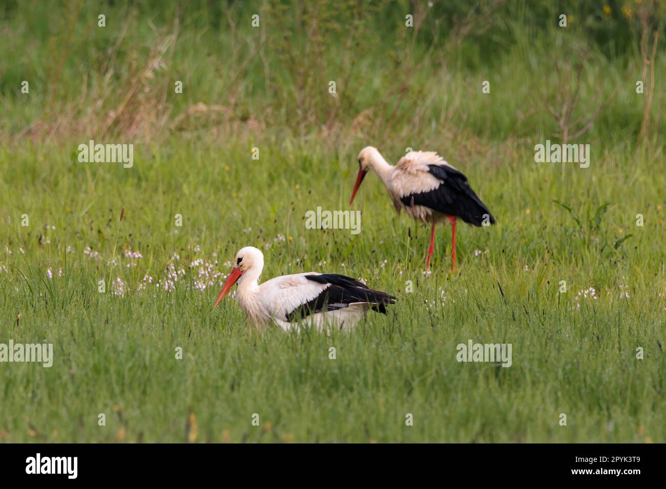 Beautiful white storks wandering in spring flower meadow Stock Photo ...
