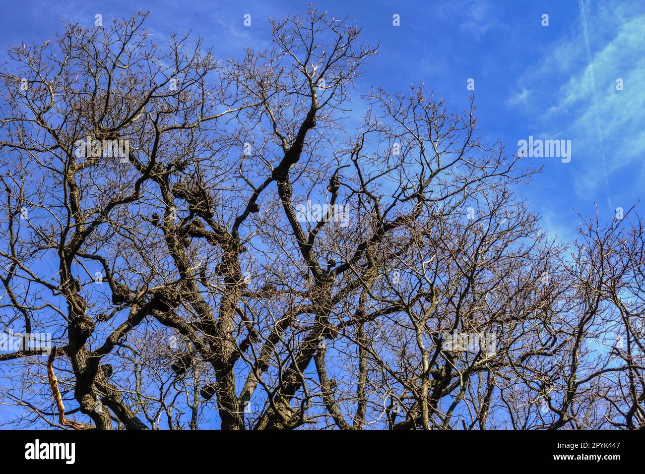 Landscape high tree lot hi-res stock photography and images - Alamy