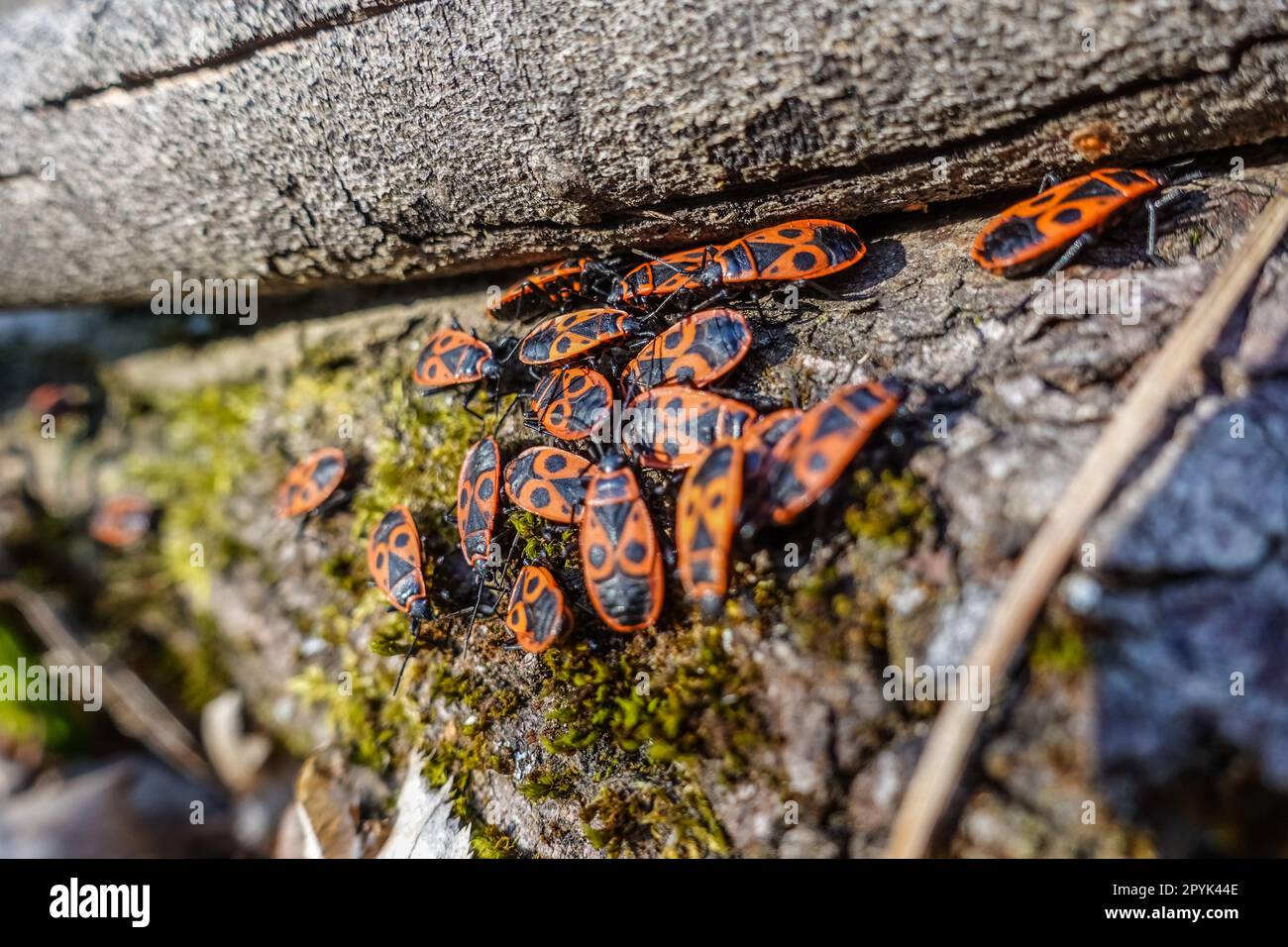 Fire bugs hi-res stock photography and images - Alamy