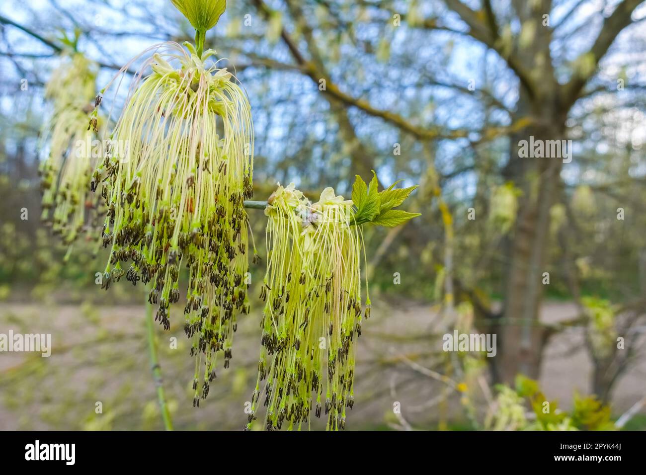 Ash tree leaf hi-res stock photography and images - Alamy
