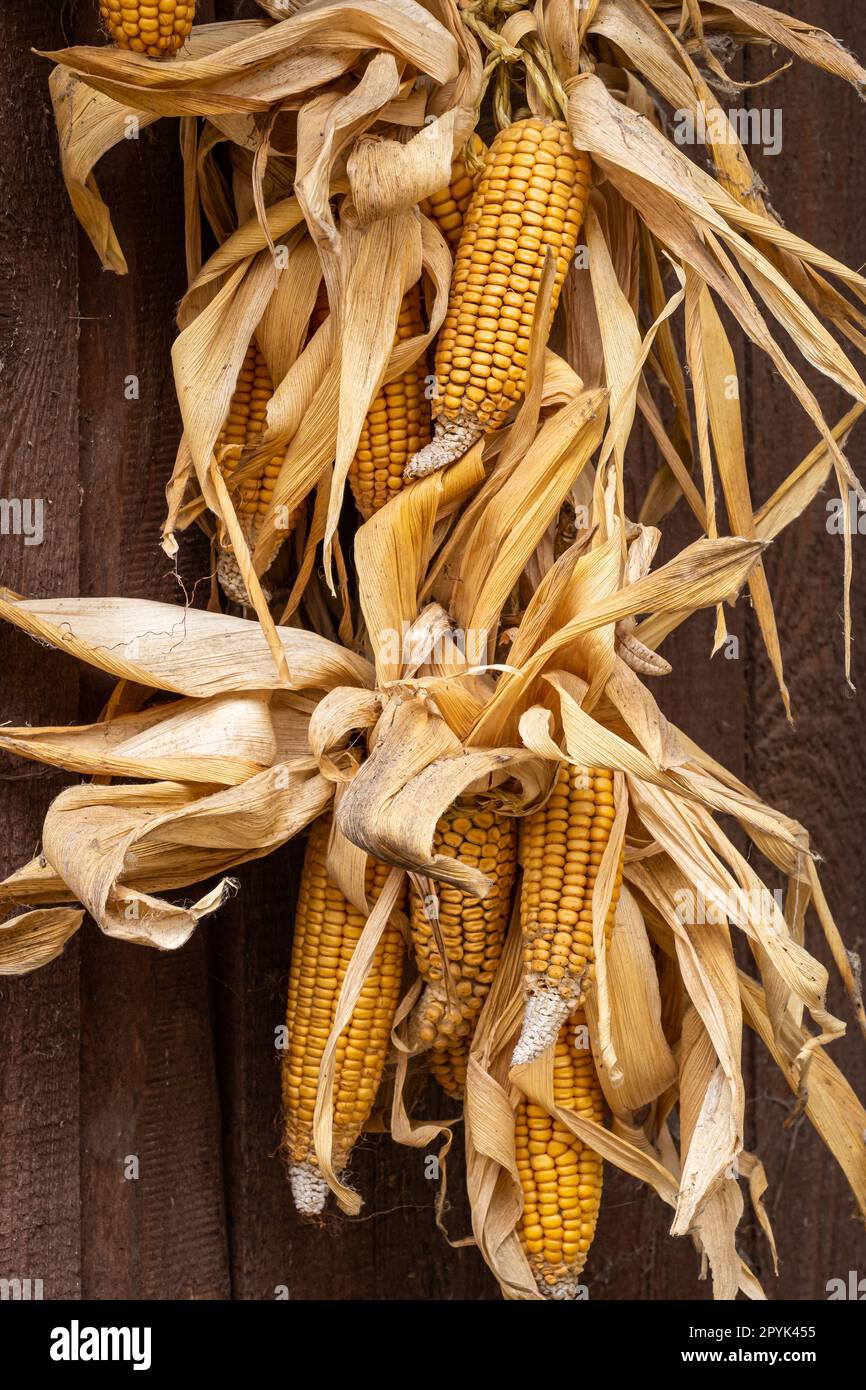 Dried corn cobs hi-res stock photography and images - Alamy