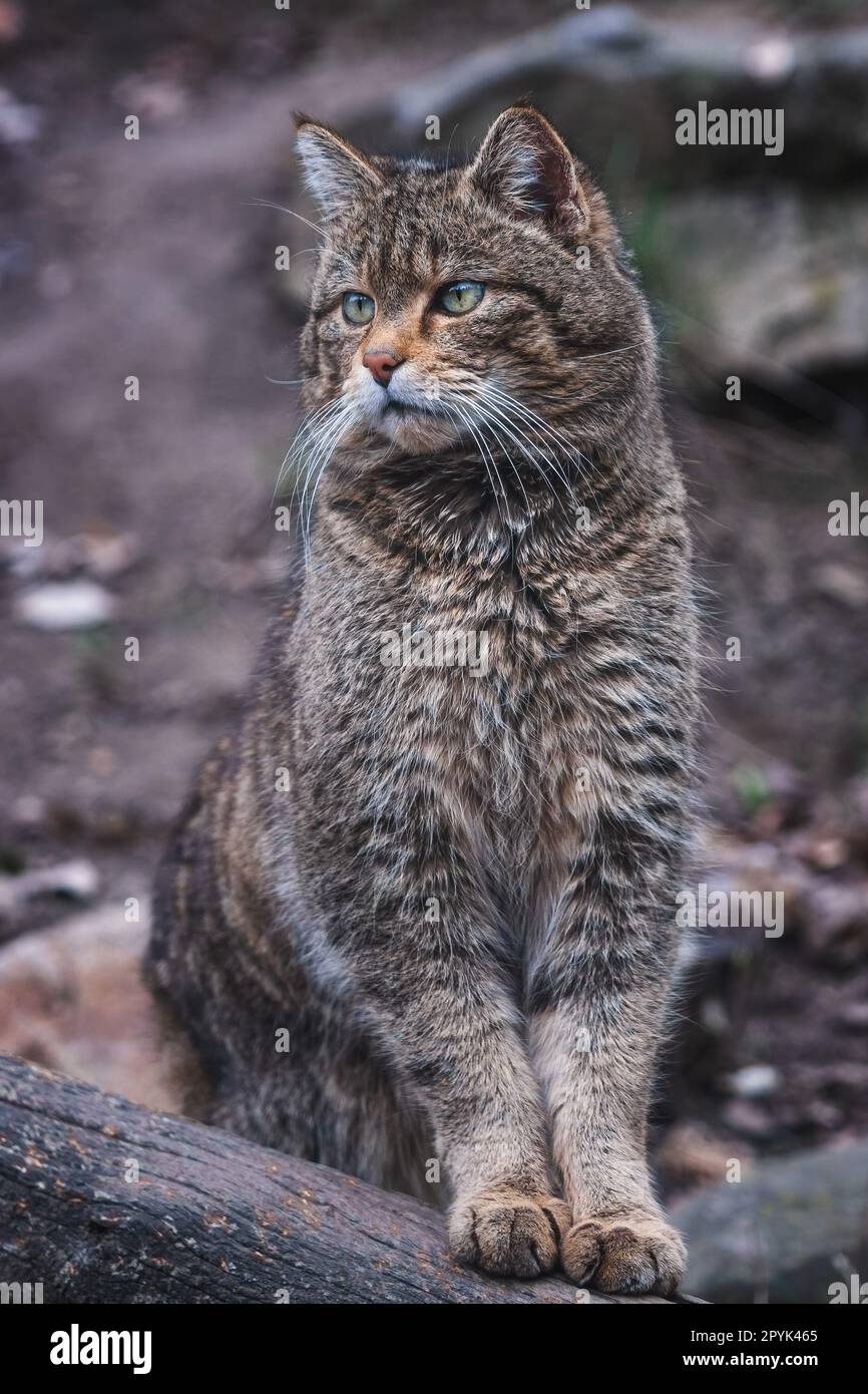 Felis silvestris hi-res stock photography and images - Alamy