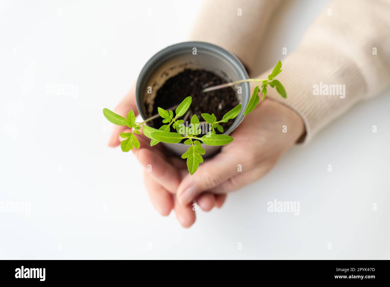 We grow tomato seedlings at home. A female hand holds a tomato sprout ...