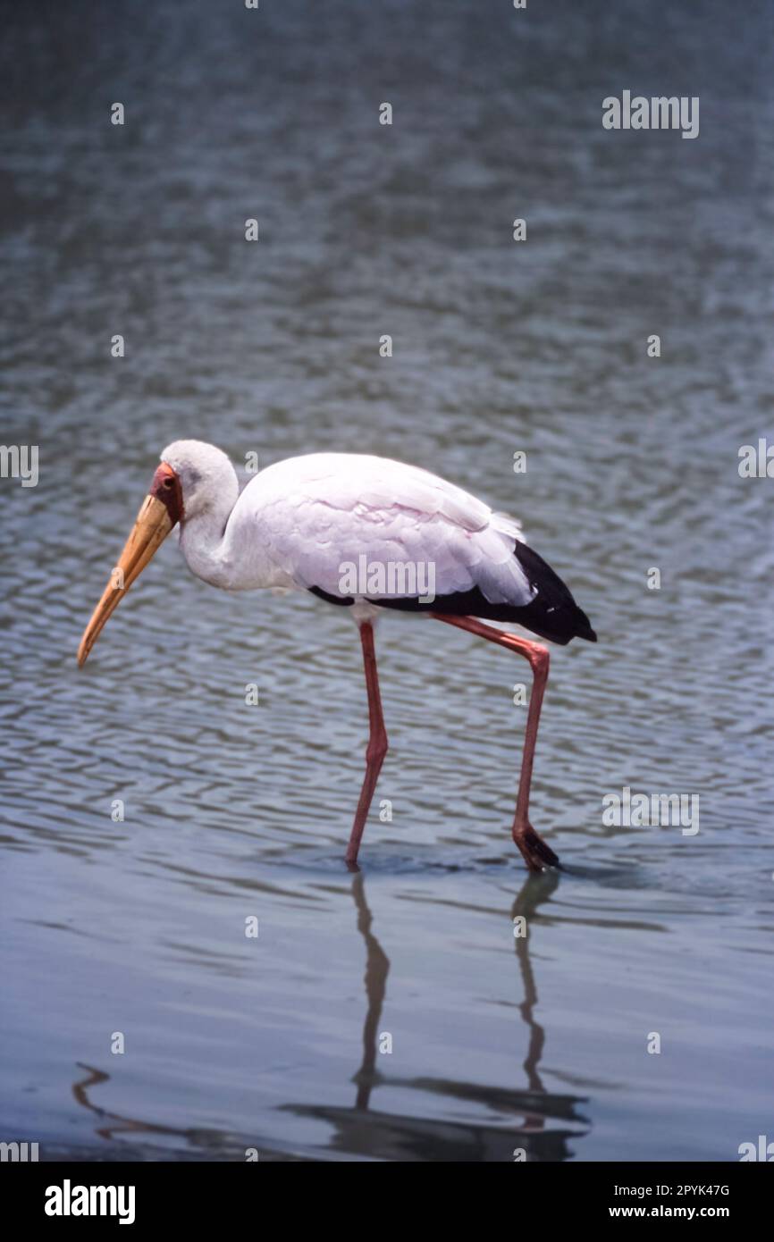 Tanzanian stork hi-res stock photography and images - Alamy
