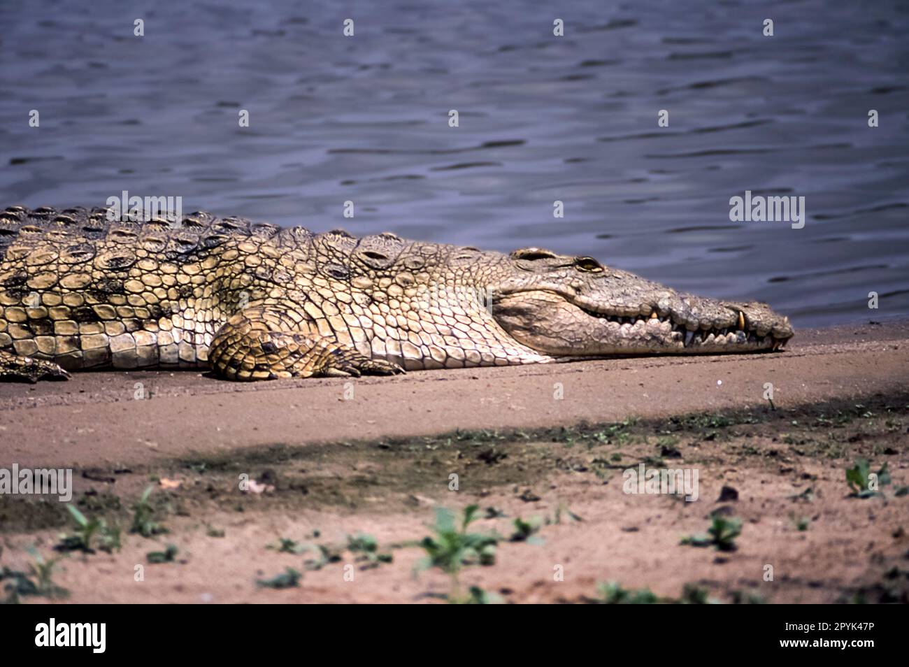 African bush crocodile hi-res stock photography and images - Alamy