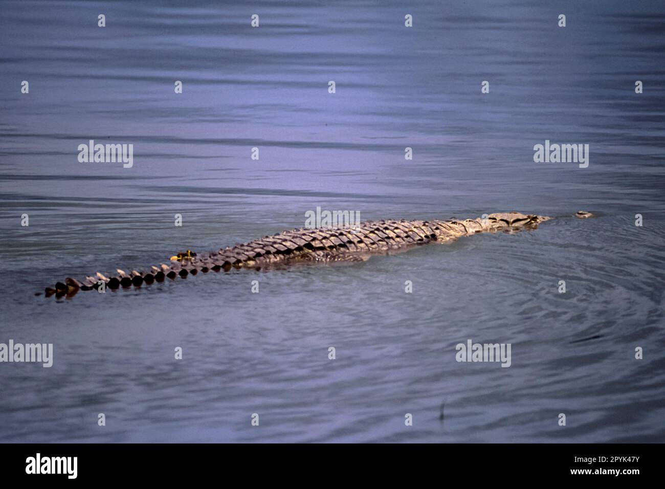 Crocodile reserve hi-res stock photography and images - Alamy