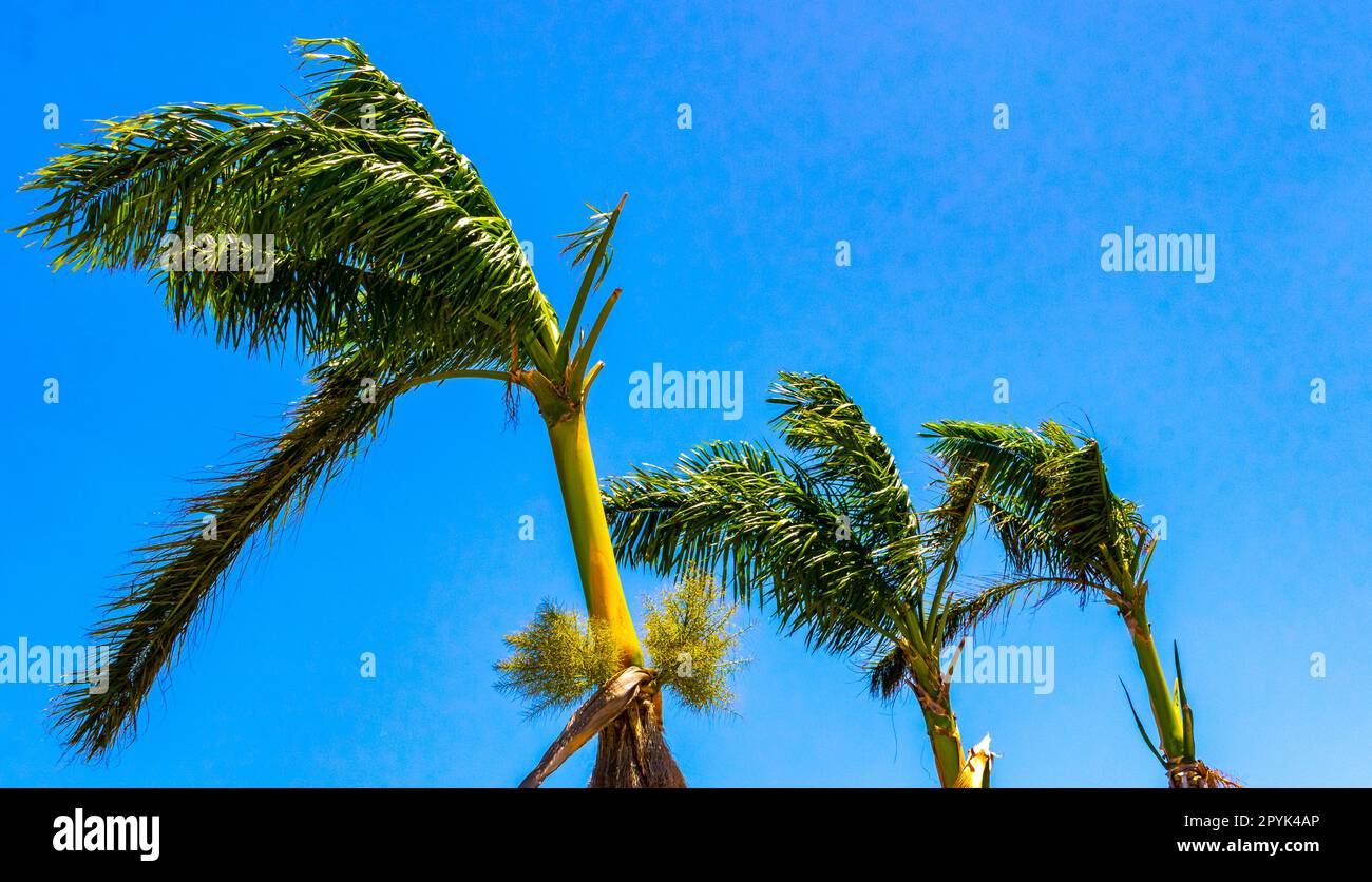 Tropical natural palm tree palms blue sky in Mexico Stock Photo - Alamy