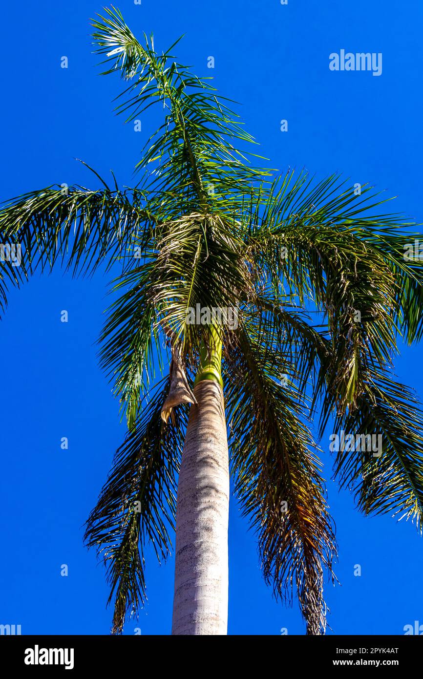 Blue sky tropical palm trees hi-res stock photography and images - Alamy