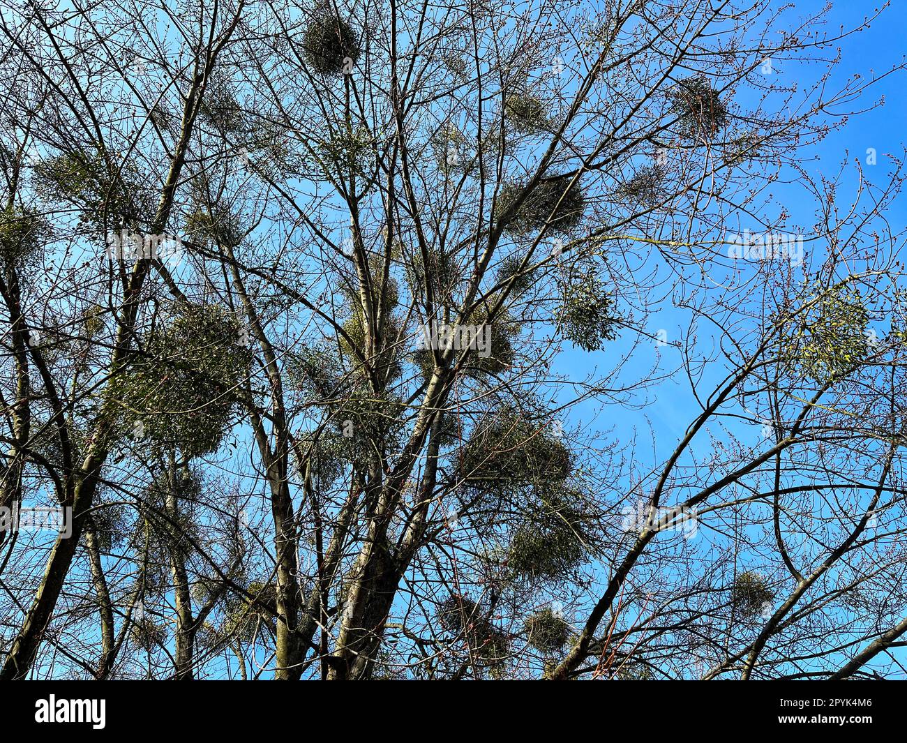 a parasite plant on a tree in the city - mistletoe Stock Photo - Alamy