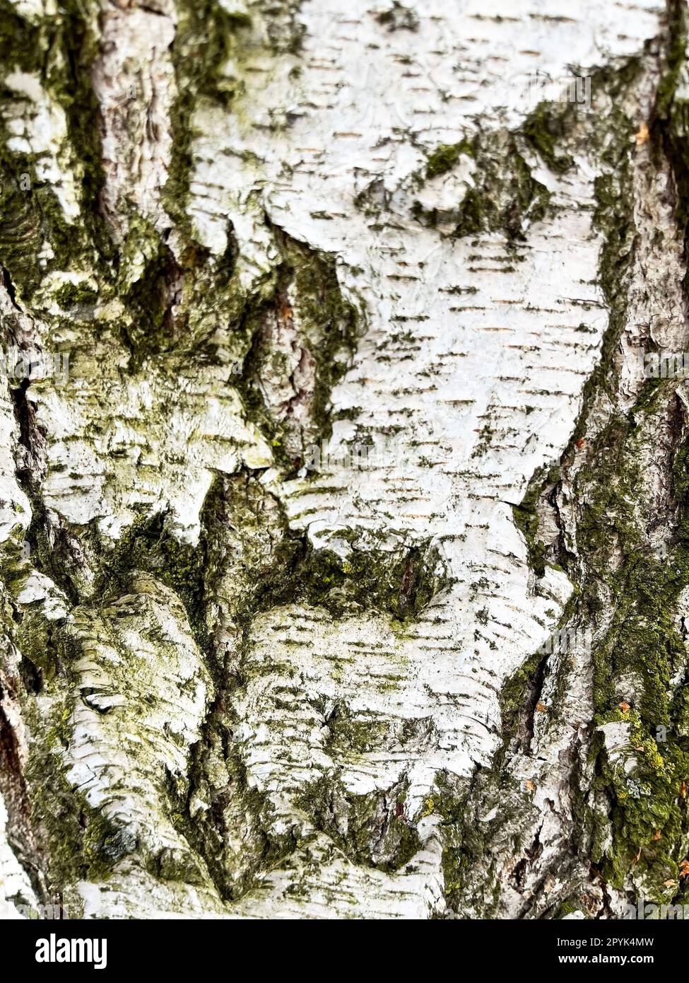 photo of birch tree bark in winter Stock Photo - Alamy