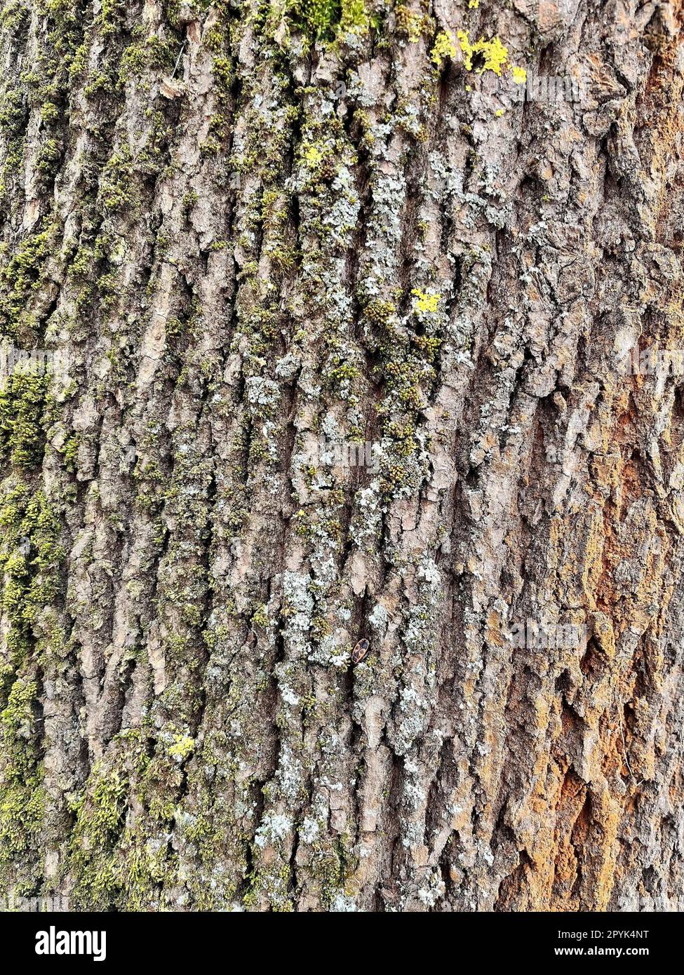 large photo of the bark of a poplar tree Stock Photo - Alamy