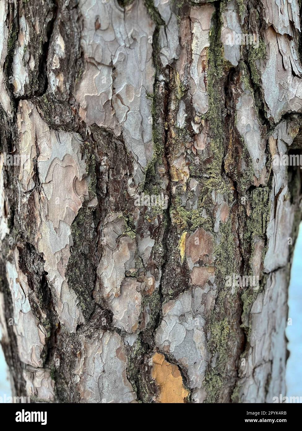 photo of the bark of a pine tree in winter Stock Photo - Alamy
