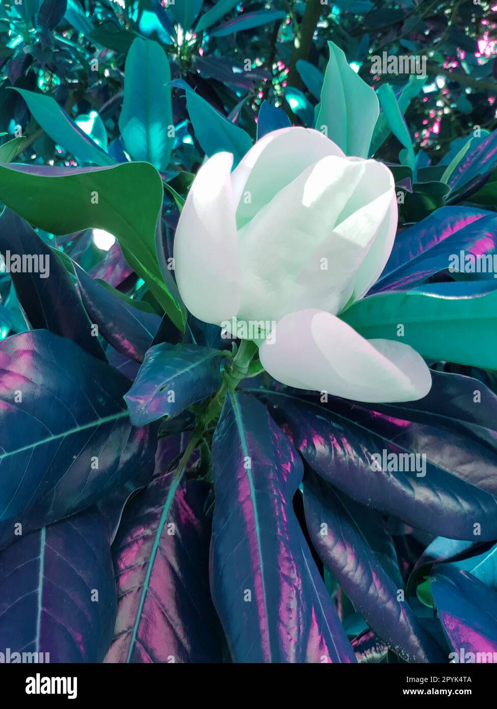 Green tinted, a large creamy-white southern magnolia flower is ...