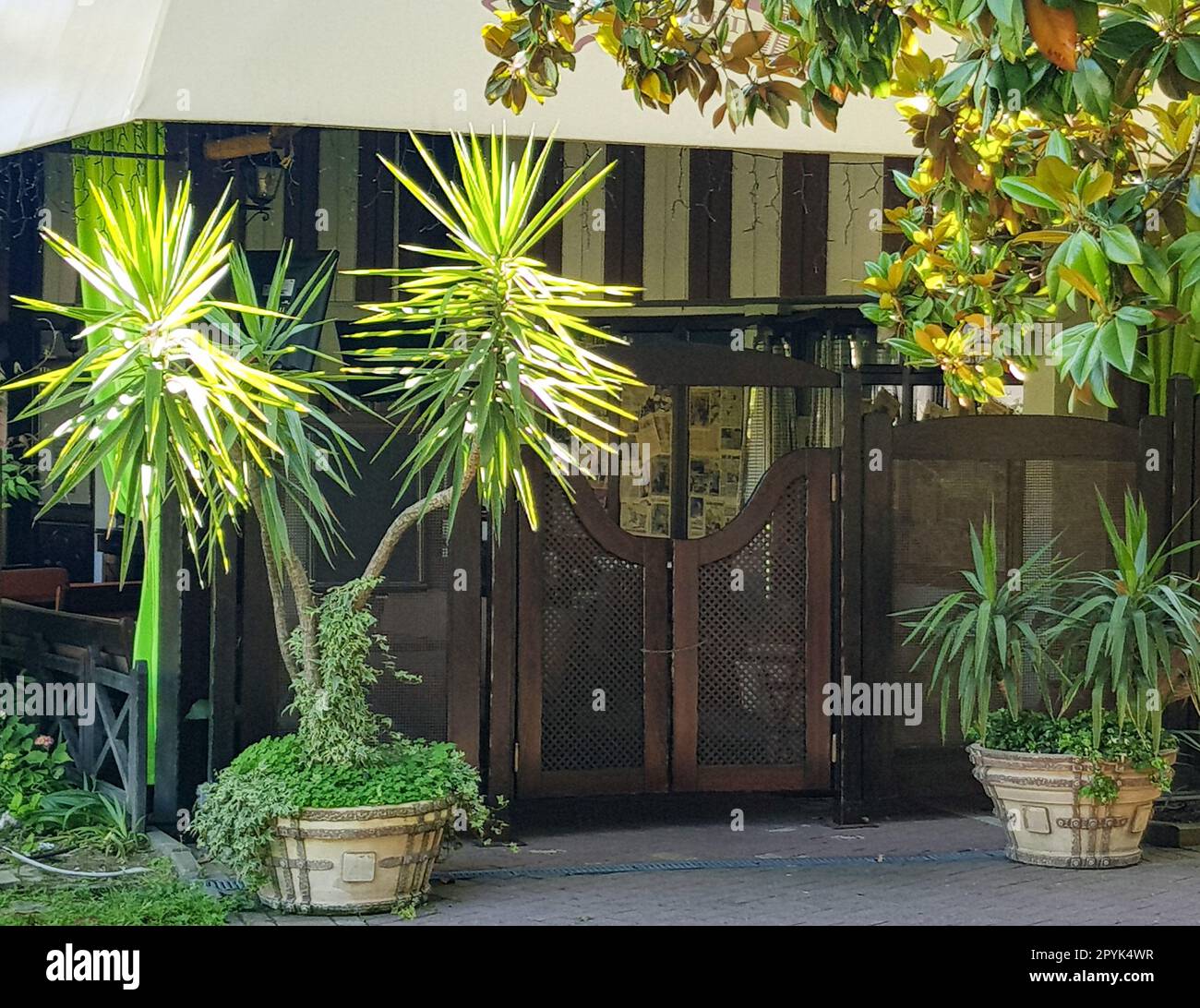 Small trees in pots hi-res stock photography and images - Alamy