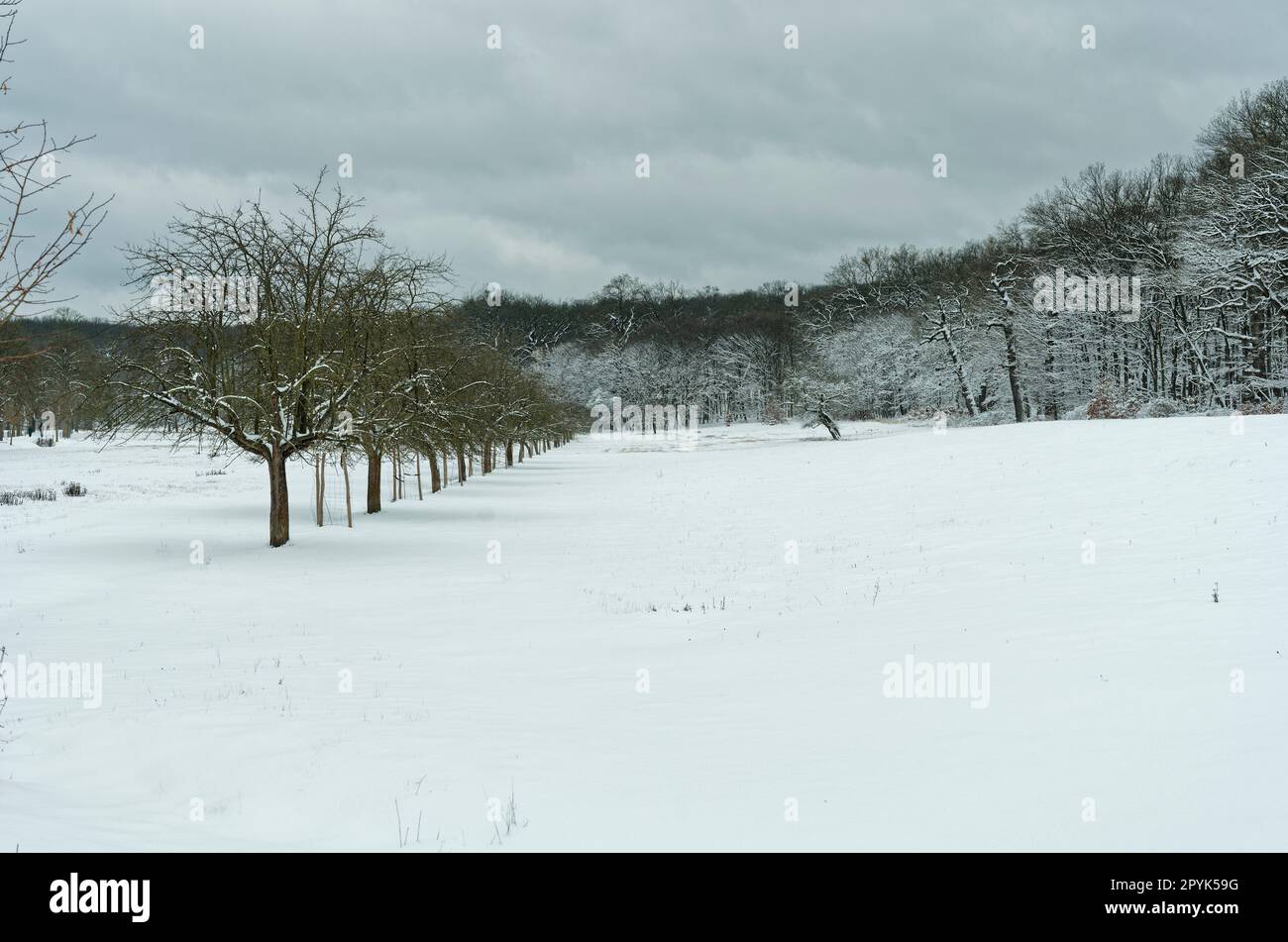 A fresh winter landscape with fruit trees Stock Photo - Alamy