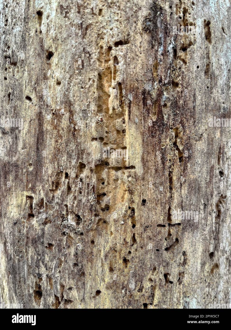 Abstract photo of tree bark hi-res stock photography and images - Alamy