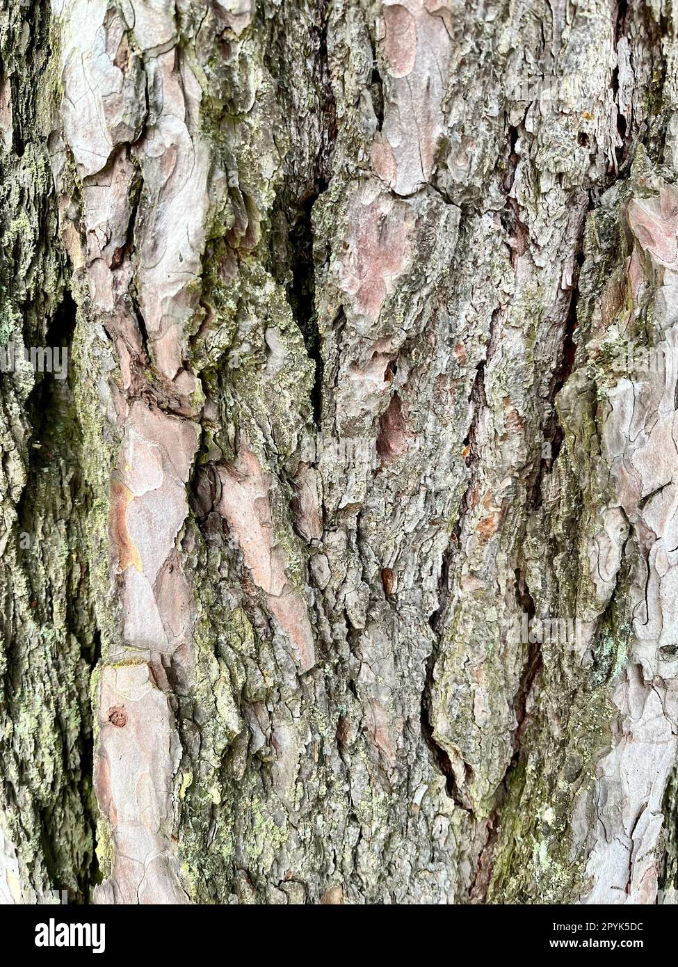 Close up poplar tree hi-res stock photography and images - Alamy