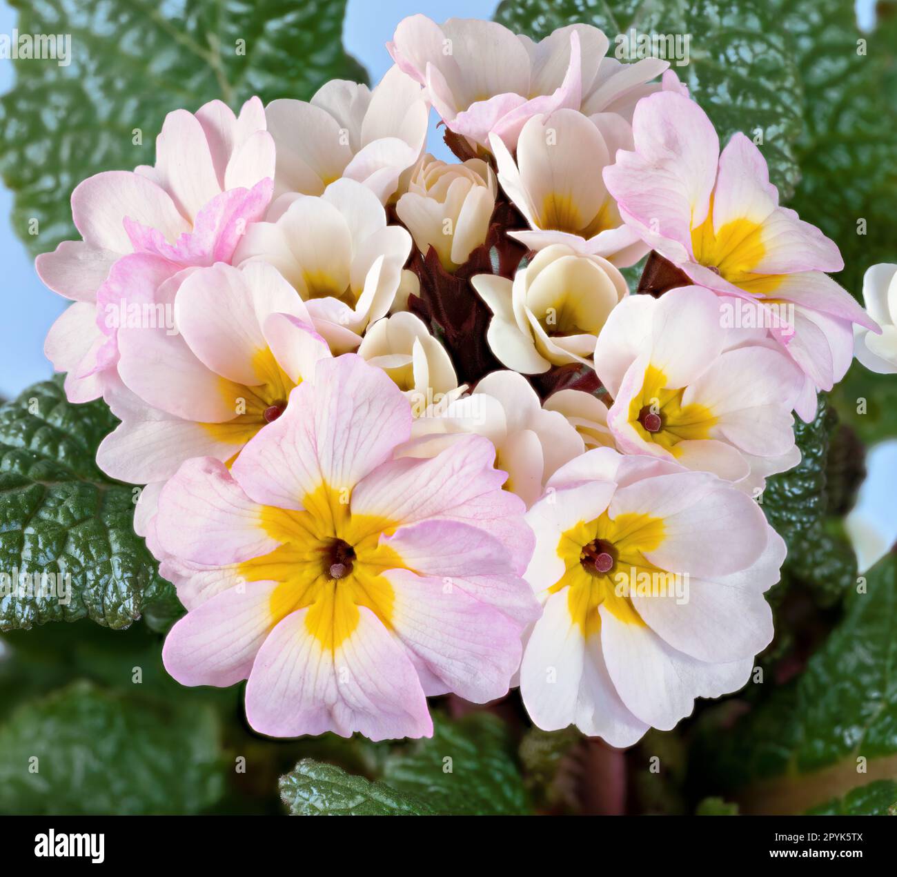 Primrose flower hi-res stock photography and images - Alamy