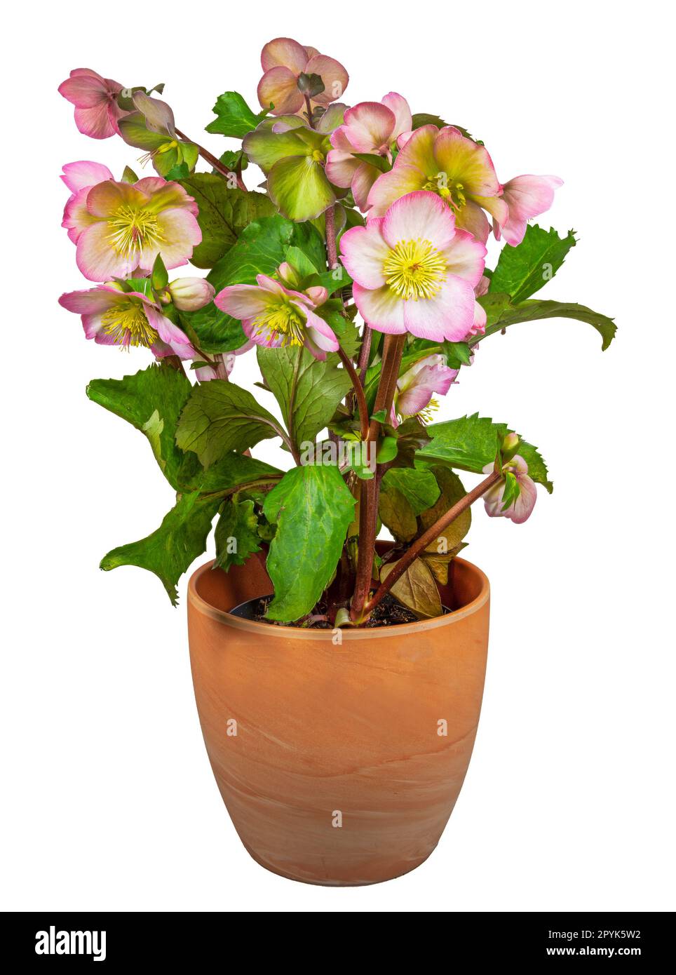 Oriental hellebore hi-res stock photography and images - Alamy