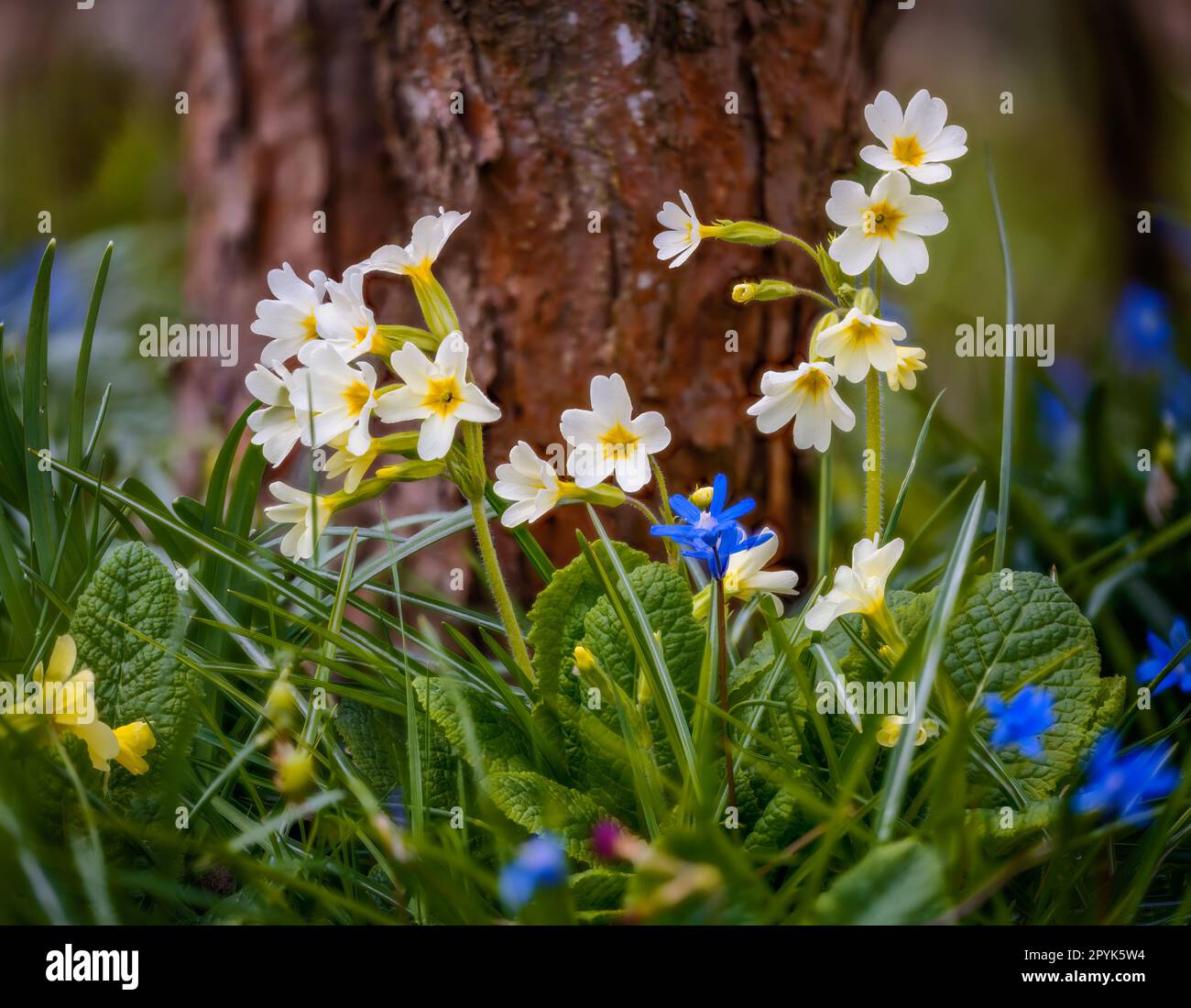 Garden flowers yellow hi-res stock photography and images - Alamy