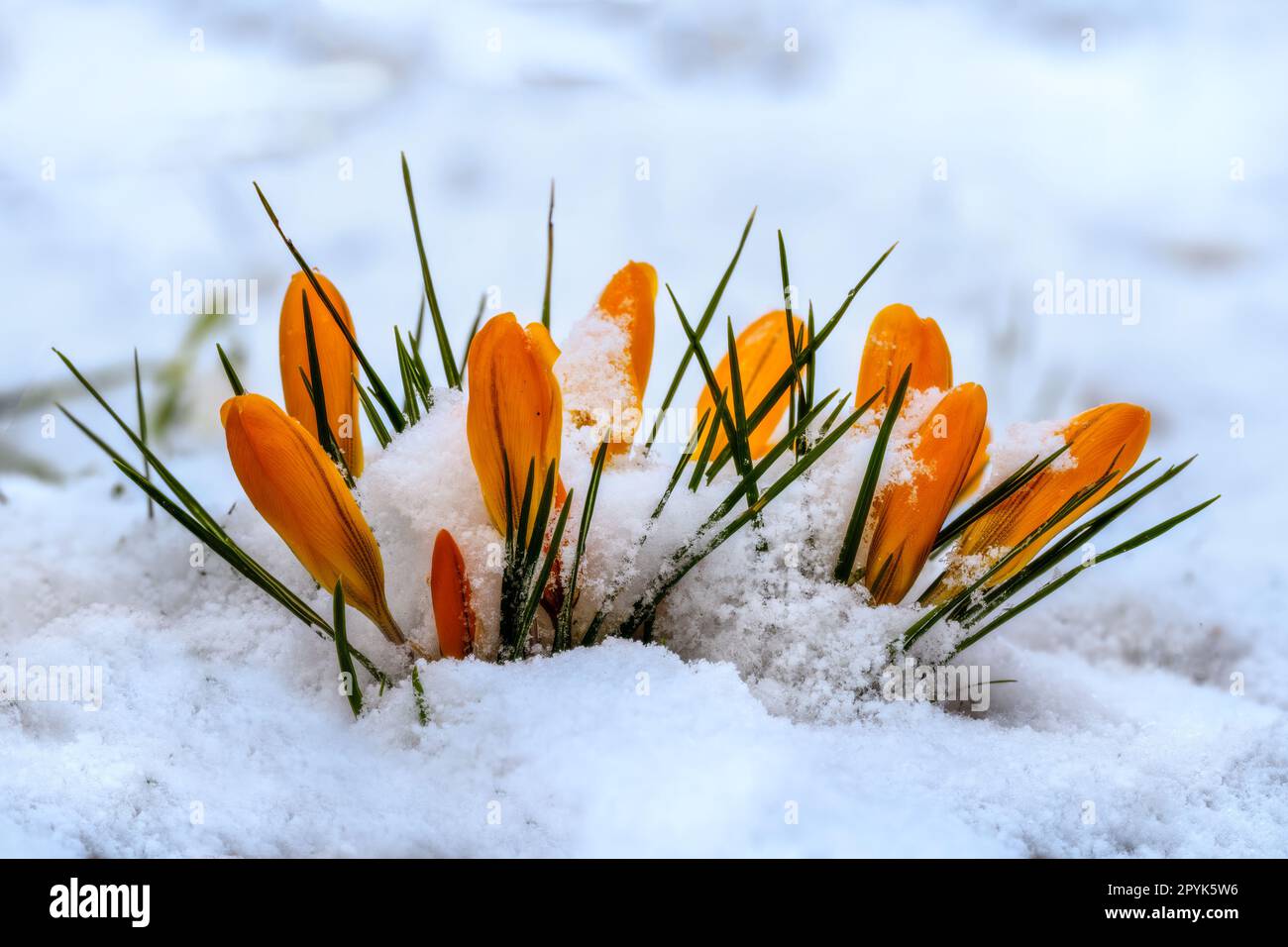 Yellow crocus flower buds in the snow Stock Photo - Alamy