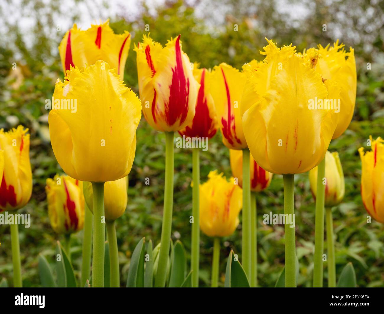 Yellow crown tulips hi-res stock photography and images - Alamy
