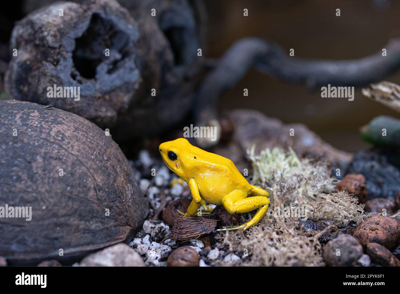 Golden dart frog, Phyllobates terribilis Stock Photo - Alamy