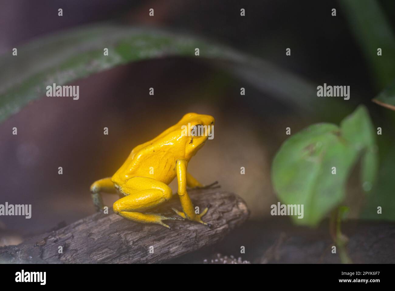 Golden dart frog, Phyllobates terribilis Stock Photo - Alamy
