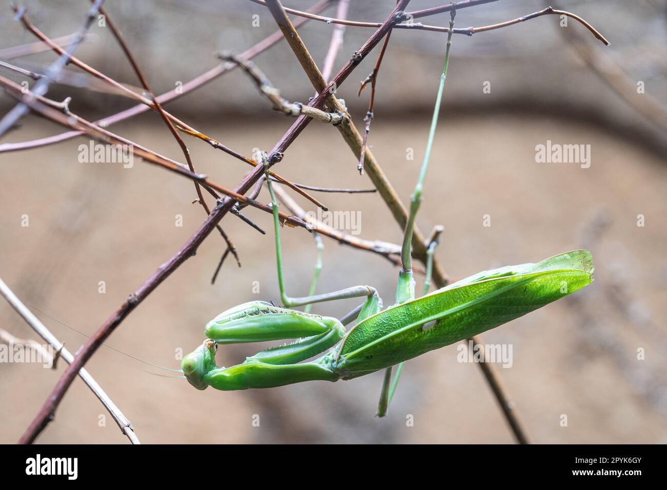 Giant African Mantis, Sphodromantis viridis Stock Photo - Alamy