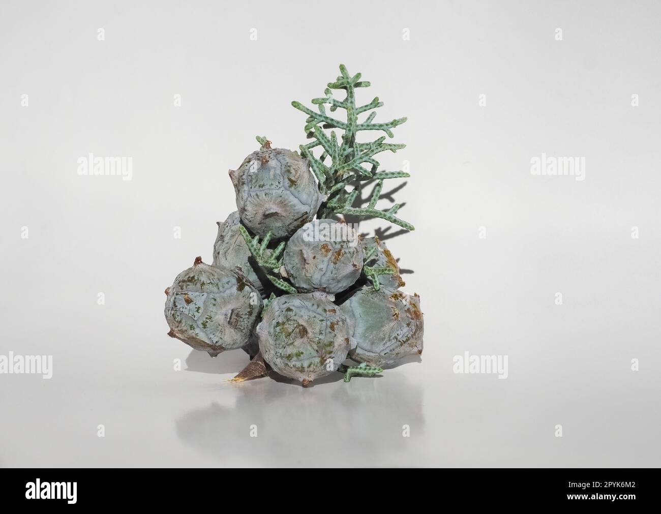 Arizona cypress seeds scient. name Cupressus arizonica Stock Photo - Alamy