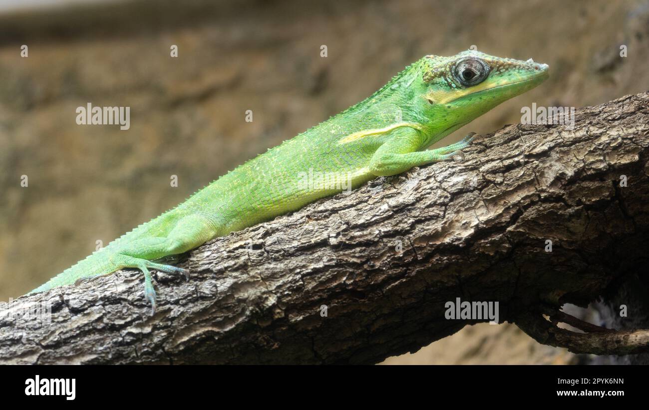 Cuban Knight Anole